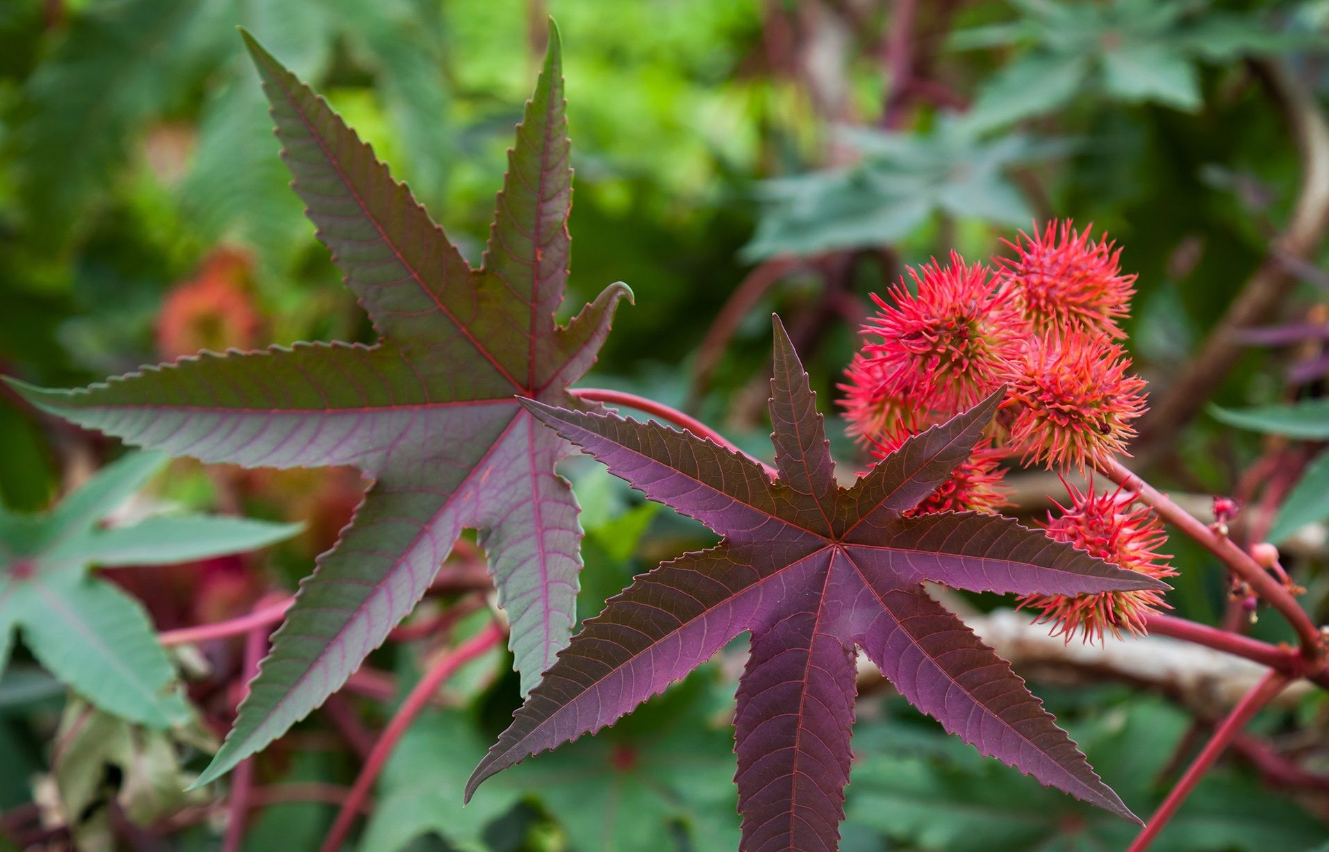 HİNT YAĞI, Hint Yağı, Castor Oil, Risinus Yağı, Ricinus Oil, Tripsin ...